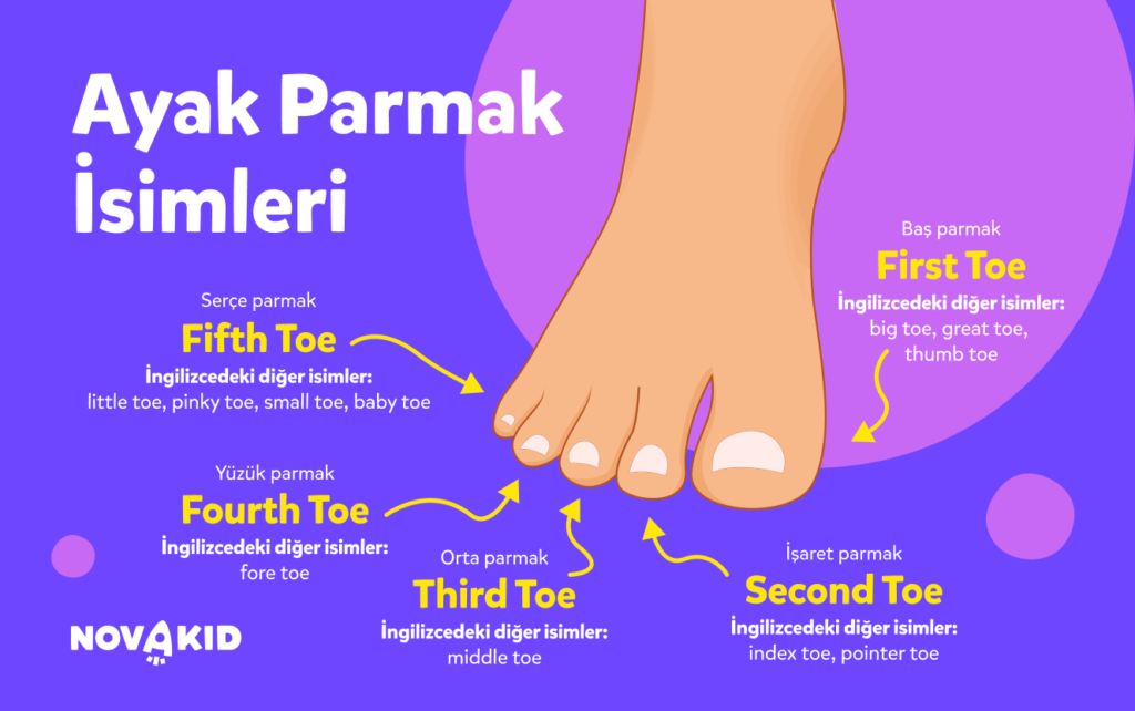 İngilizce Ayak Parmak İsimleri Nelerdir?